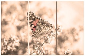 Obraz na plátně - Motýl na levandule 1221FB (105x70 cm)