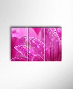 Malvis ® Obraz Květ s ranní rosou ROZMĚR (šířka x výška): třídílný obdélník 90x60 cm
