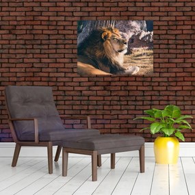 Obraz ležícího lva (70x50 cm)