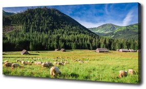 Wallmuralia Foto obraz na plátně Ovce v Tatrách 100x50
