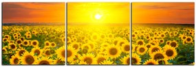 Obraz na plátně - Slunečnicová pole při západu slunce - panoráma 5199B (120x40 cm)