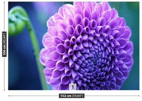 Fototapeta fialová dahlia 104x70