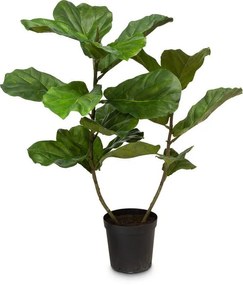 Ficus LYRATA 107 cm