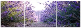 Obraz na plátně - Stezka mezi levanduloví keři - panoráma 566C (120x40 cm)