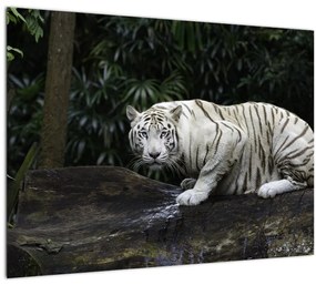 Skleněný obraz - Tygr albín (70x50 cm)