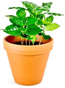 Coffea arabica, průměr 12 cm