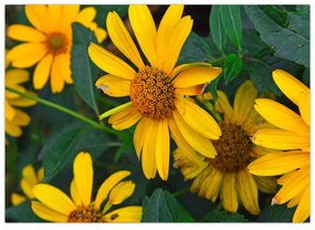 Skleněný obraz žlutých květin (70x50 cm)