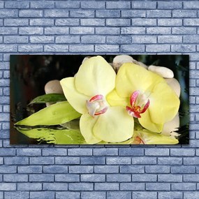 Plexisklo-obraz Okvětní Plátky Orchidej 120x60 cm