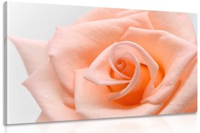 Obraz růže v broskvového odstínu - 90x60 cm