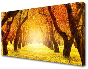 Obraz na plátně Les Stezka Stromy Příroda 100x50 cm