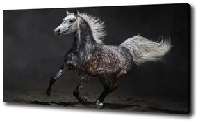 Wallmuralia Foto obraz canvas Šedný arabský kůň 100x50