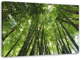 Obraz na plátně Příroda bambusového lesa - 100x70 cm