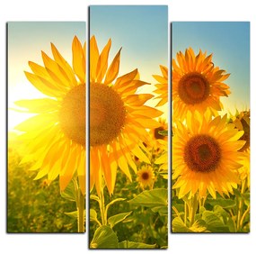 Obraz na plátně - Slunečnice v létě - čtverec 3145C (105x105 cm)