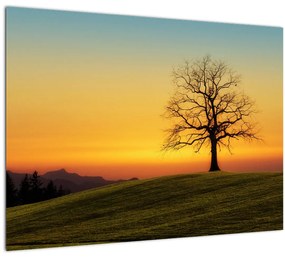 Skleněný obraz stromu na poli (70x50 cm)