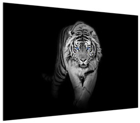 Obraz tygra (100x70 cm)