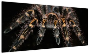 Obraz tarantule (100x40cm)
