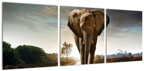 Obraz kráčejícího slona
