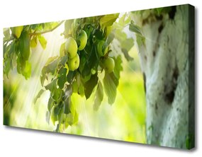 Obraz na plátně Jablka Větev Strom Příroda 100x50 cm