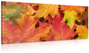 Obraz listy podzimu - 150x50 cm