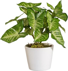 Umělé Syngonium v květináči zelená, 25 cm