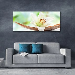 Plexisklo-obraz Květ Rostlina Příroda 125x50 cm