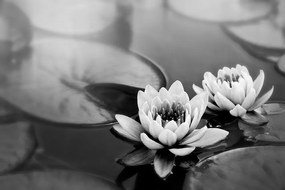 Tapeta krásný lotosový květ - 150x100 cm