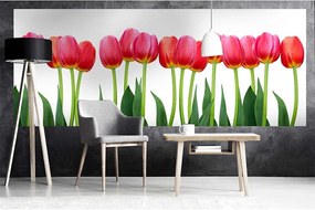 MP-2-0126 Vliesová obrazová panoramatická fototapeta Bed of Tulips, velikost 375 x 150 cm