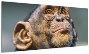 Opice - obrazy (100x40cm)