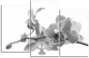 Obraz na plátně - Orchidej květ izolována na bílém pozadí 1222QD (105x70 cm)