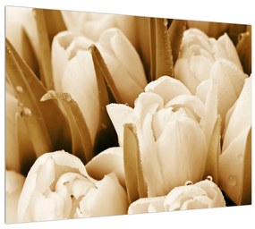 Obraz tulipánů  (70x50 cm)