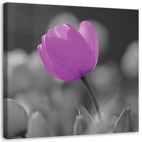 Obraz na plátně Tulipánový květ fialový - 50x50 cm