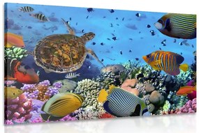 Obraz podmořský svět - 60x40 cm