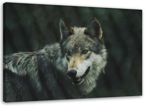 Gario Obraz na plátně Šedý vlk Rozměry: 60 x 40 cm