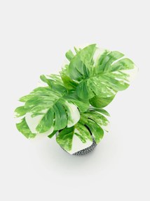 Sinsay - Okrasná rostlina v květináči – monstera - zelená