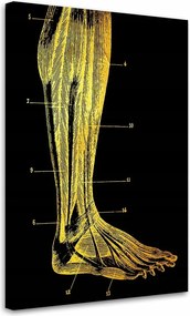 Obraz na plátně, Anatomie – noha 40x60