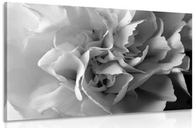 Obraz lupínky karafiátu v černobílém provedení - 120x80 cm