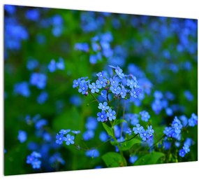 Skleněný obraz modrých květin (70x50 cm)