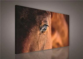 Obraz na plátně kůň 100 x 75 cm