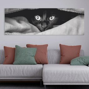 Obraz na plátně - Najdi kočku, kočka v bílé přikrývce FeelHappy.cz Velikost obrazu: 180 x 60 cm