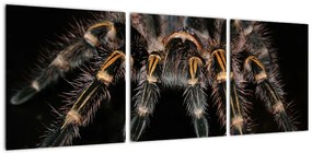Obraz tarantule