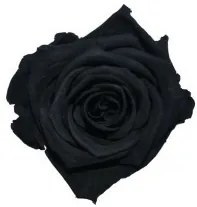 Stabilizovaná aranž Eva Black - černá