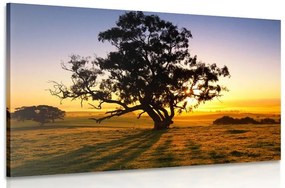 Obraz osamělý strom při západu slunce - 120x80 cm