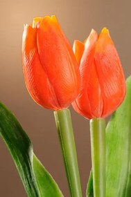 Paramit Umělý tulipán temně červený 40 cm