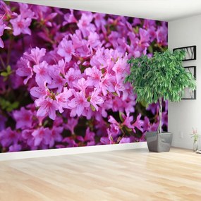 Fototapeta Rhododendron růžový 104x70