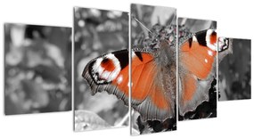 Oranžový motýl - obraz