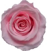 Hlavy růží - premium 4 ks Light pink - světle růžová
