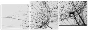 Obraz na plátně - Pampeliška s kapkami vody - panoráma 5203QE (120x40 cm)