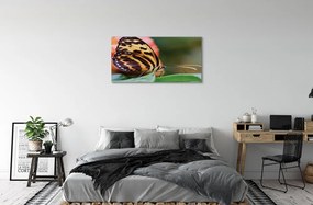 Obrazy na plátně motýl 120x60 cm