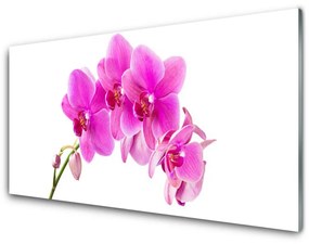 Plexisklo-obraz Vstavač Květ Orchidej 125x50 cm