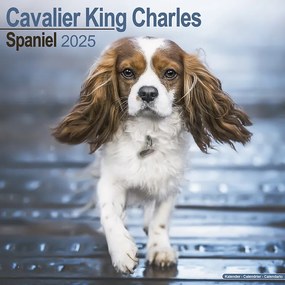 Kalendář 2025 Cavalier King Charles